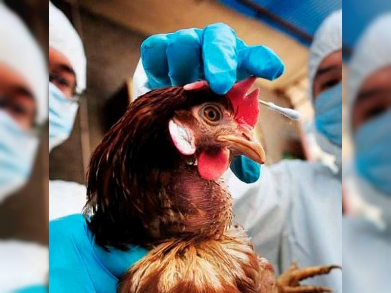 La Rioja en alerta por casos de influenza aviar en Sudamérica ...